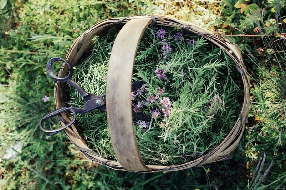 Cueillettes de saison(s) – Breizh Witch